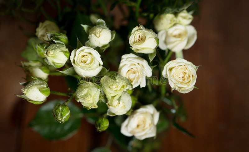 Fresh Beautiful White Little Roses with Water Drops. Indoor Stock Image ...