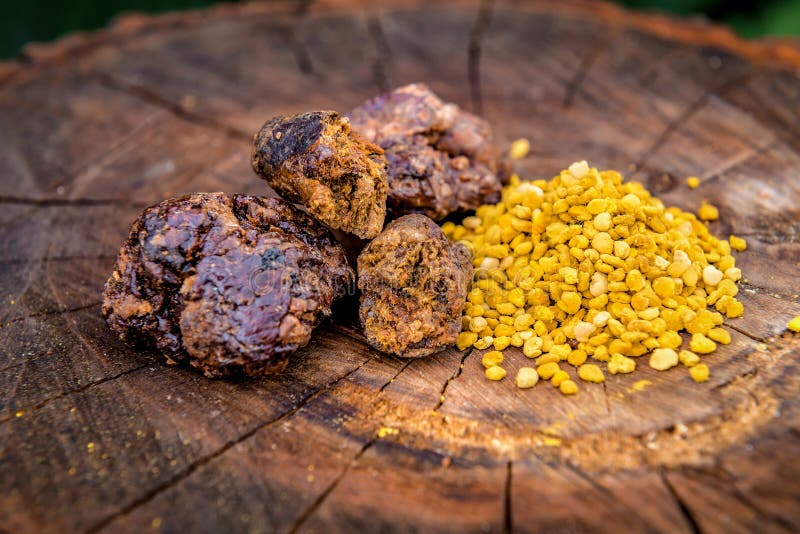 Fresh Bee Pollen and Propolis Stock Photo - Image of animals, insect ...