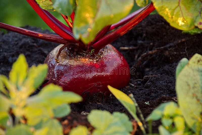 Fresh Beet Crop in the Garden Stock Photo - Image of harvest, diet ...