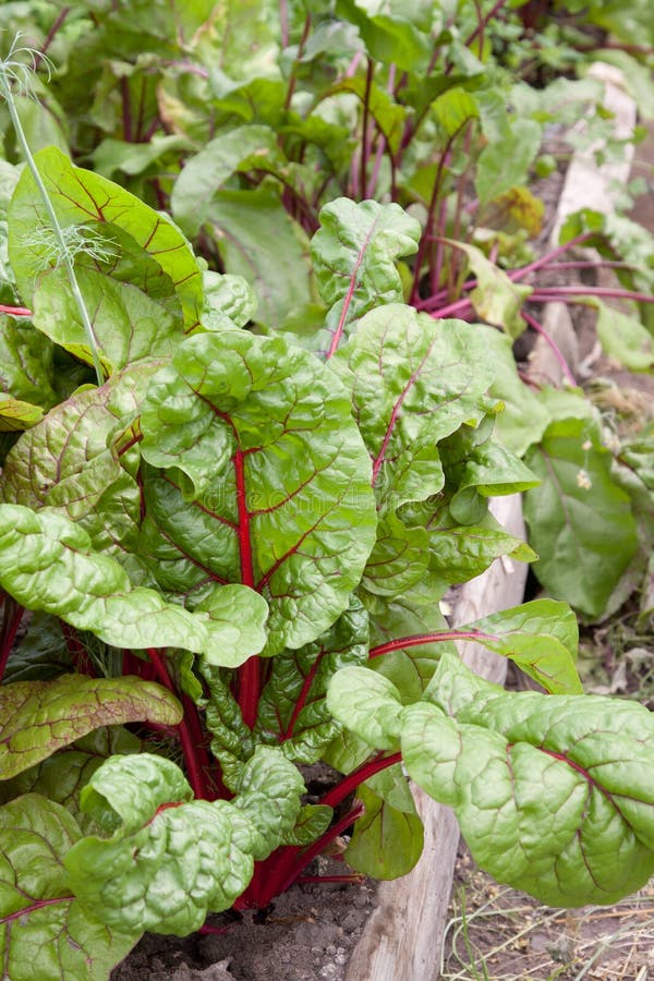 Fresh Beet Plants in a Market Garden Stock Image - Image of garden ...