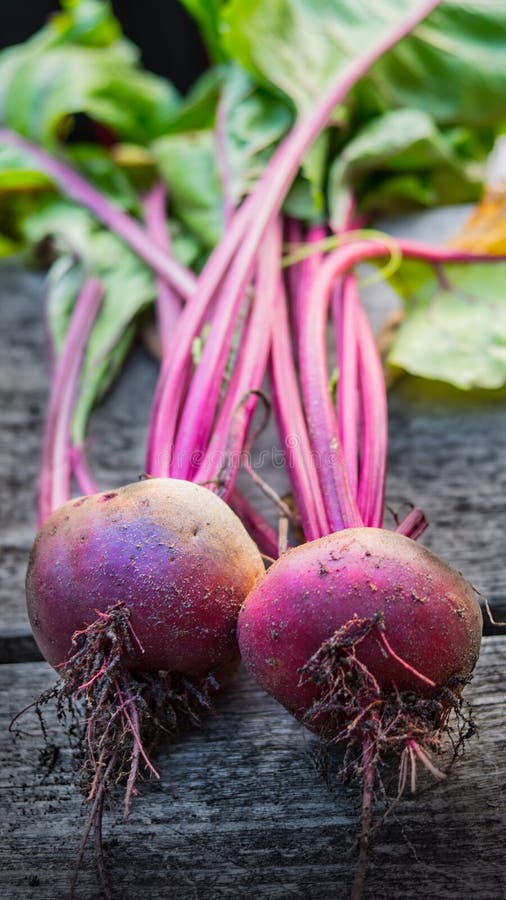 Fresh Beet Roots on Wood Background Stock Image - Image of beet, autumn ...