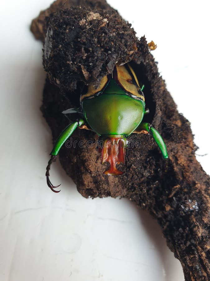 Fresh beetle hatching out stock photo. Image of food - 178311118