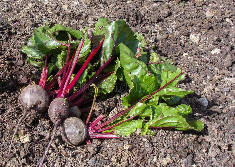 Beetroot on the ground stock image. Image of nobody, land - 59640561