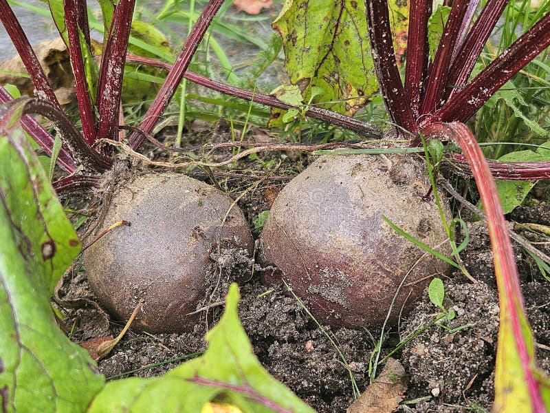 Fresh Beetroot Grows in the Ground Stock Image - Image of grow ...
