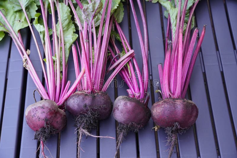 Fresh beetroot. stock image. Image of nature, summer - 252792329