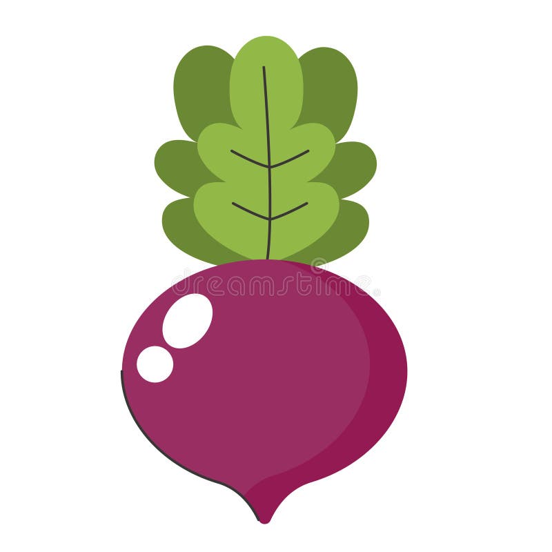 Fresh Beetroot Icon stock vector. Illustration of vector - 360269982