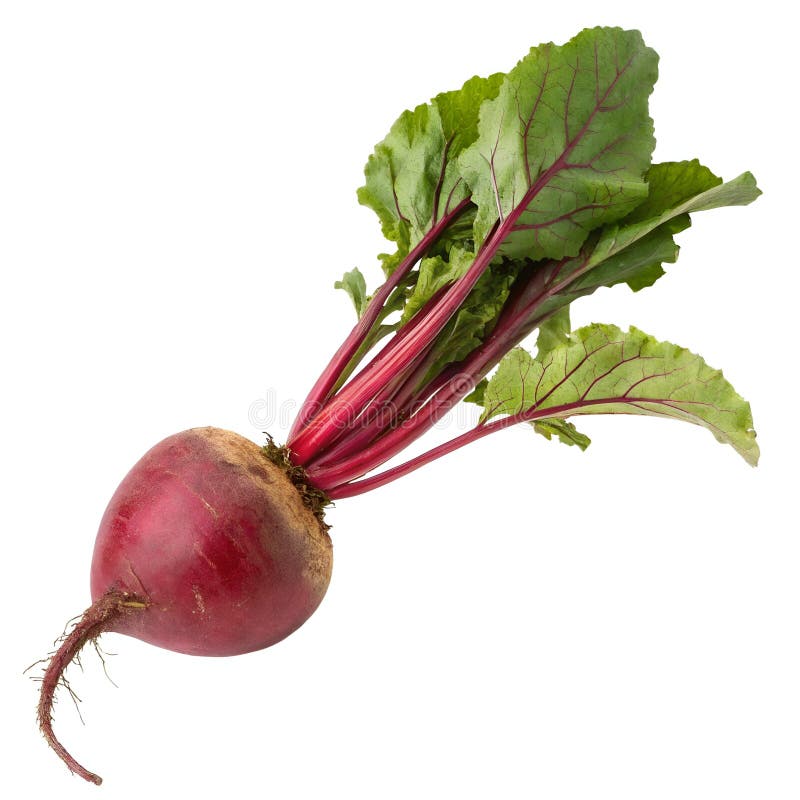 "Fresh Beetroot Isolated on a Transparent Background Stock Illustration ...