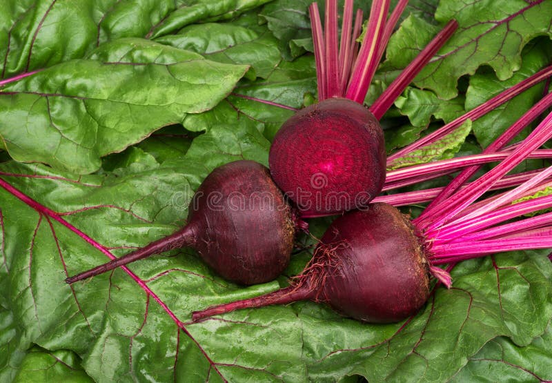 Fresh beetroot with leaves stock image. Image of tasty - 66048019