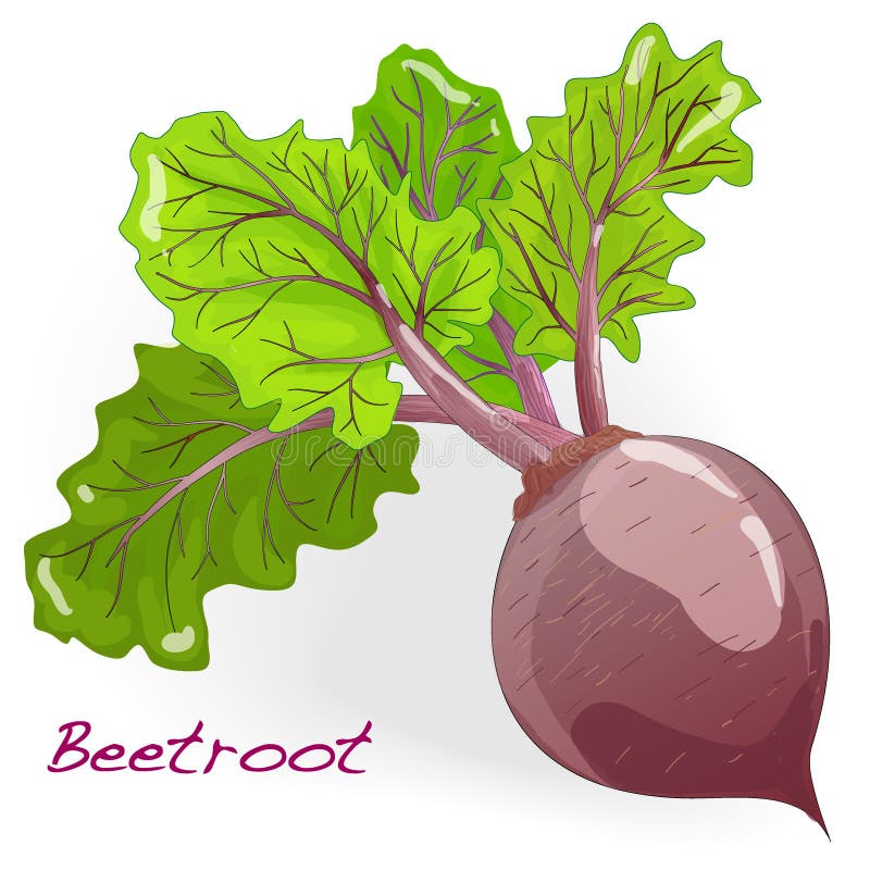 Fresh Beetroot with Leaves .Vector. Stock Vector - Illustration of root ...