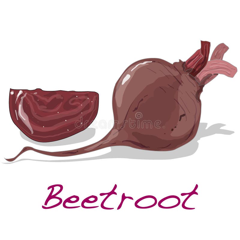 Fresh beetroot. Vector. stock vector. Illustration of white - 66958786