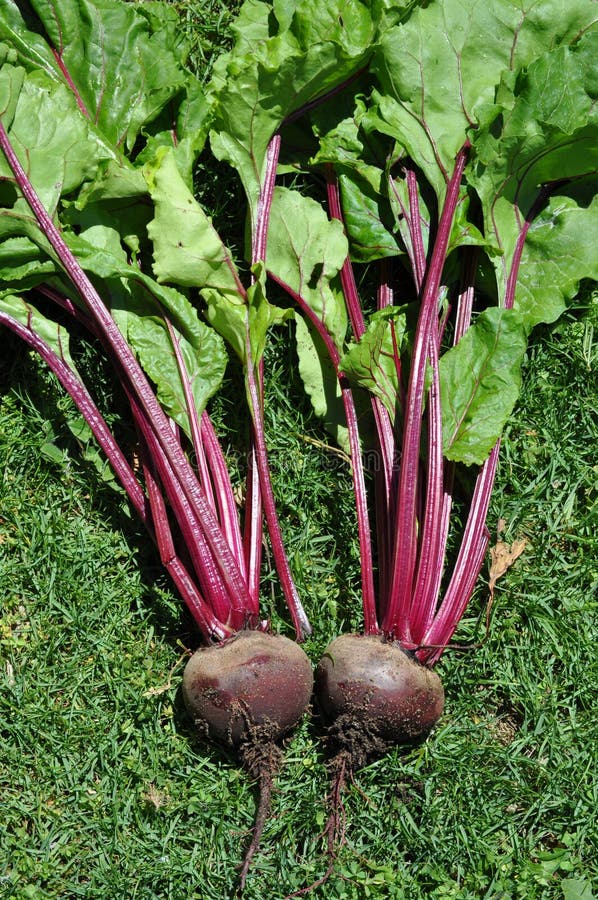 Beetroot in a Vegetable Garden Stock Image - Image of botanical ...