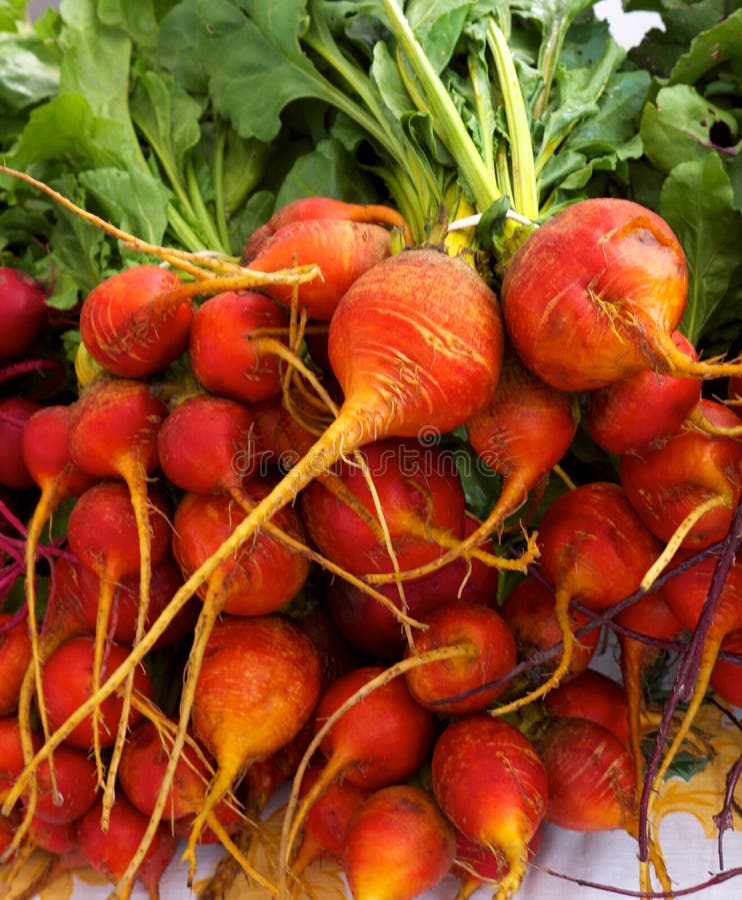 Fresh Beets stock image. Image of health, ingredient - 15158219