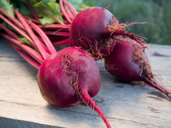 Fresh beets stock photo. Image of outside, greens, garden - 7039216