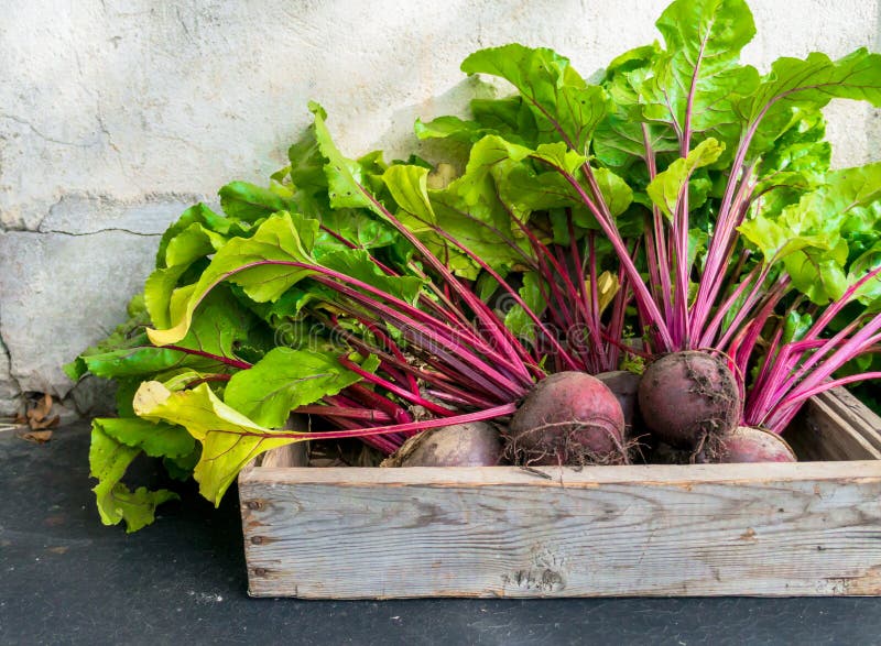 Fresh Beets from the Garden Stock Image - Image of bunch, vegetable ...