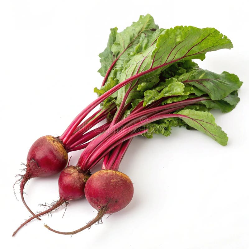 Fresh Beets Isolated on White Background Stock Illustration ...