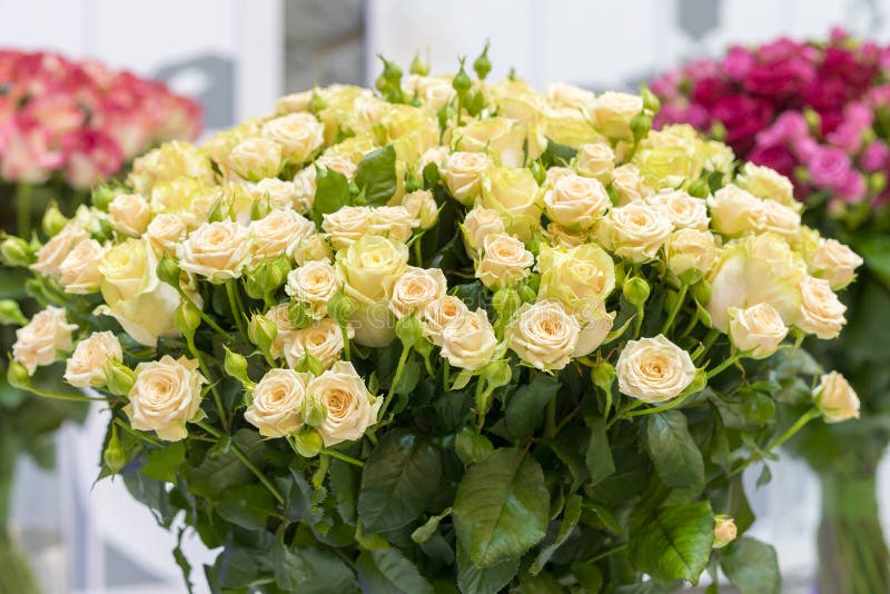 Beige Roses Background. White Roses Horizontal Seamless Pattern. White ...