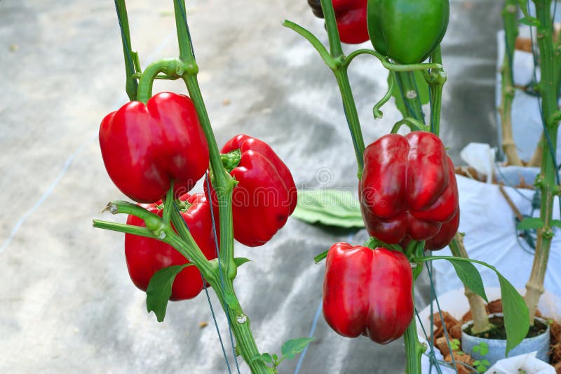 Fresh Bell Pepper on the Tree Stock Photo - Image of capsicum, green ...