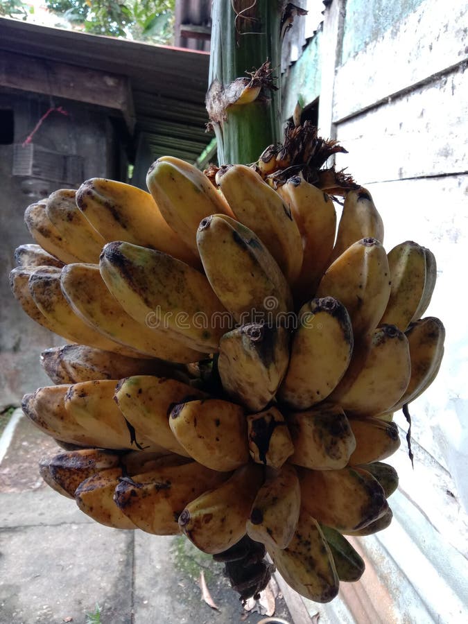 Fresh benana village stock image. Image of fresh, fruit - 191015133