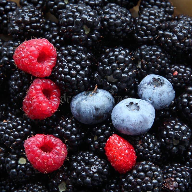Fresh berries. stock image. Image of blue, berries, ingredient - 21313511