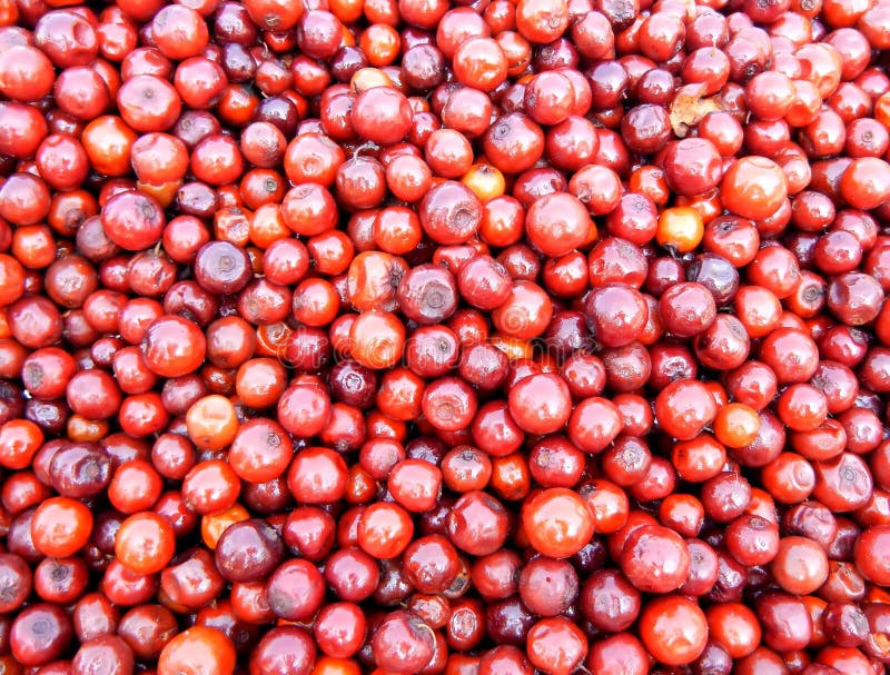 Fresh Berries stock image. Image of berry, bright, produce - 23067627