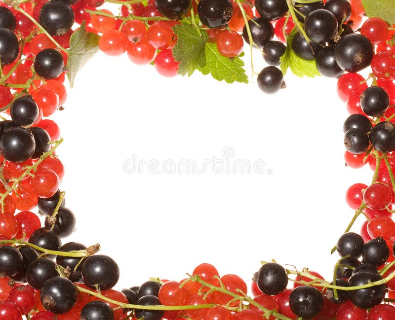 Fresh berries as frame stock photo. Image of market, agriculture - 10401716