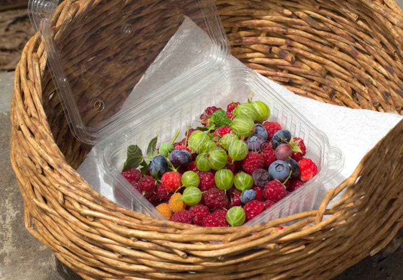 Fresh berries in basket stock photo. Image of eating - 32381204