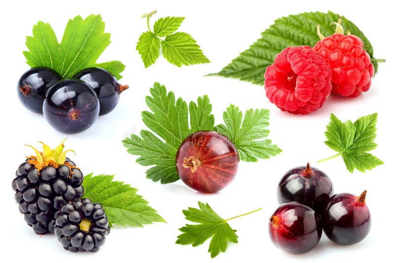 Fresh berries close-up. stock photo. Image of appetizing - 109960692