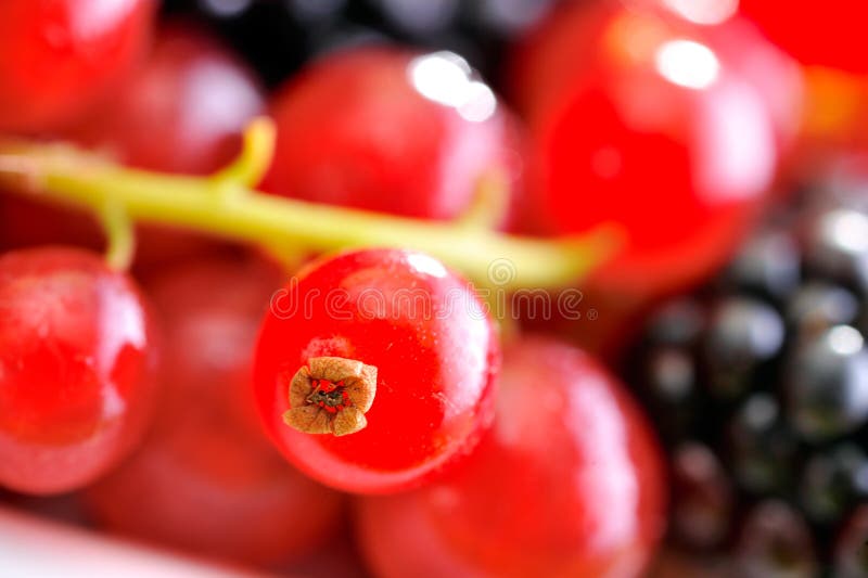 Fresh berry fruits stock image. Image of organic, breakfast - 10705205