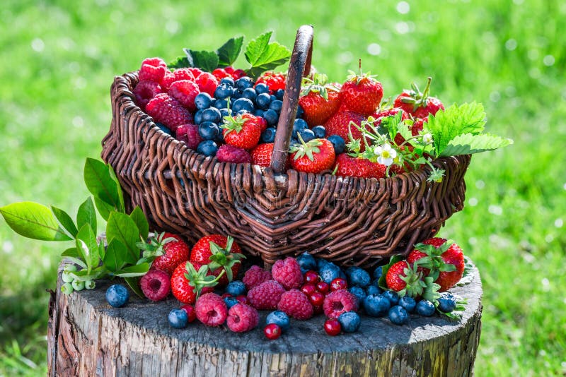 Fresh Berry Fruits in Garden Stock Photo - Image of vitamin, closeup ...