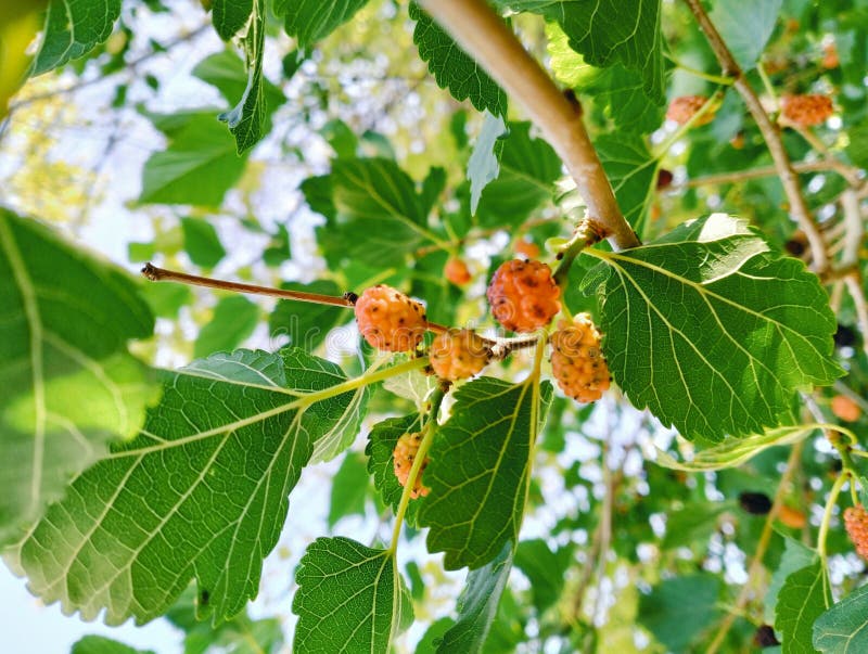 Fresh Berry in Tree and Leaves Stock Photo - Image of ingredient, fruit ...