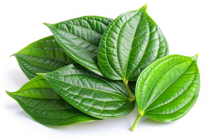Fresh Betel Leaf for Celebrations on White Background Stock ...