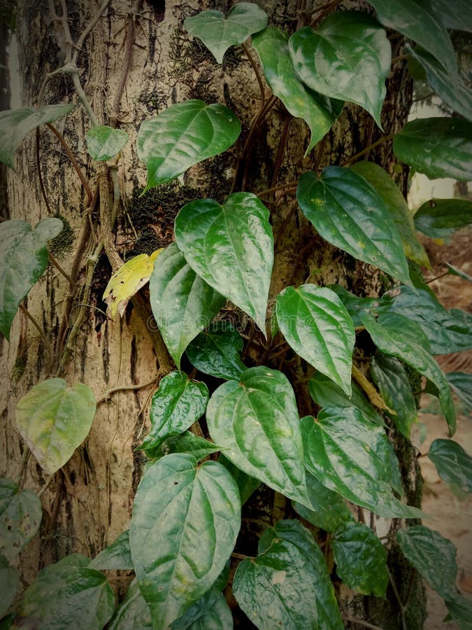 Fresh Betel Leaf, Creeping on the Tree Stock Photo - Image of tree ...