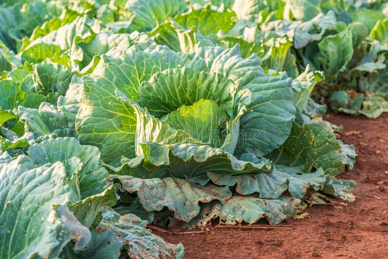 Big cabbage in farm stock photo. Image of cabbage, closeup - 139131768