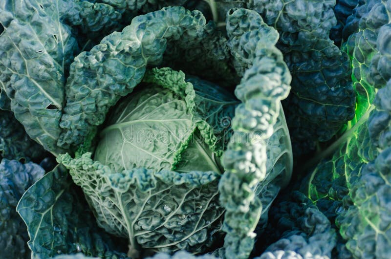Fresh Big Cabbage in the Garden Stock Image - Image of farmland ...