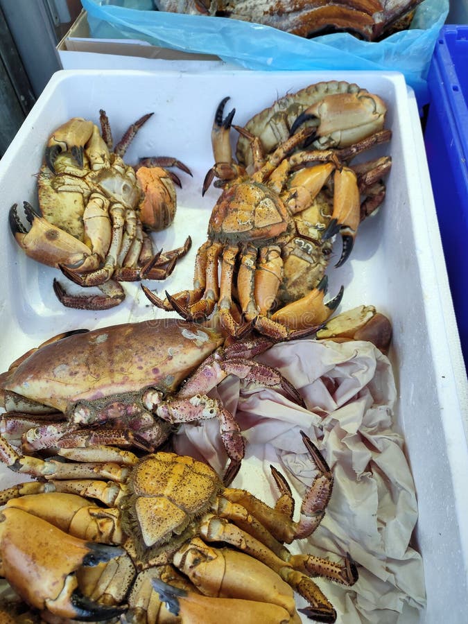 Fresh big crabs stock photo. Image of crabs, seafood - 263088006