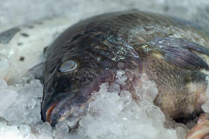 Fresh Big Fish Laid in the Ice Stock Photo - Image of frozen, water ...