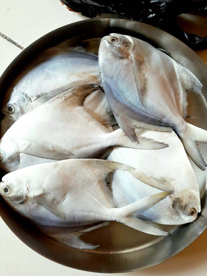 153 Fresh Water Pomfret Fish Stock Photos - Free & Royalty-Free Stock ...