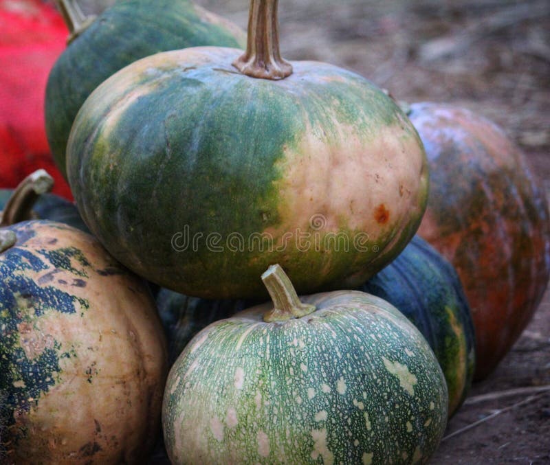 Big Pomkin Stock Photos - Free & Royalty-Free Stock Photos from Dreamstime