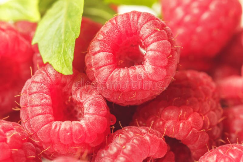 Fresh big ripe raspberry stock image. Image of large - 71667181