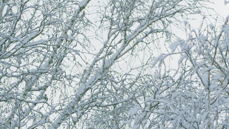 Fresh Big Snow on Branches. Snow-Covered Tree Branches. Beautiful ...