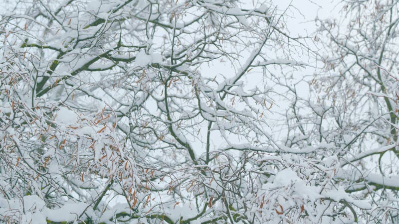 Fresh Big Snow on Branches. Snow-Covered Tree Branches. Beautiful ...