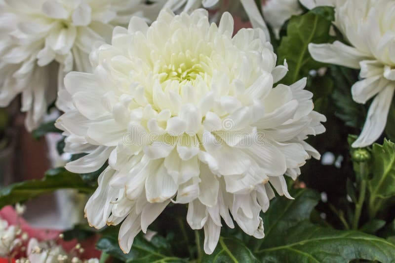 Fresh Big White Chrysanthemum Closeup Stock Photo - Image of beauty ...