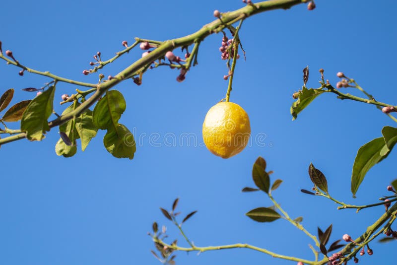 Fresh Big Yellow Lemon on a Lemon Tree Stock Photo - Image of ...