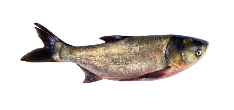 Fresh Bighead Carp Isolated Stock Photo - Image of catch, fish: 255894786