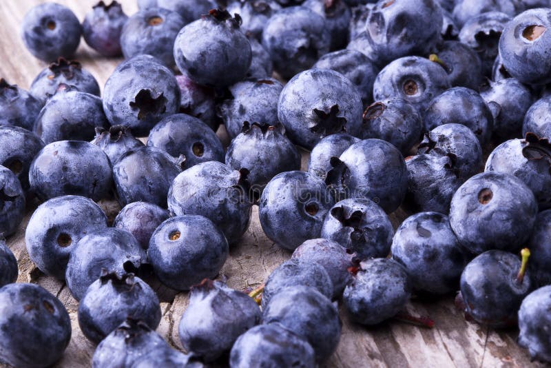 Rotten Food : Mouldy Blueberry Fruit Stock Photo - Image of bacteria ...
