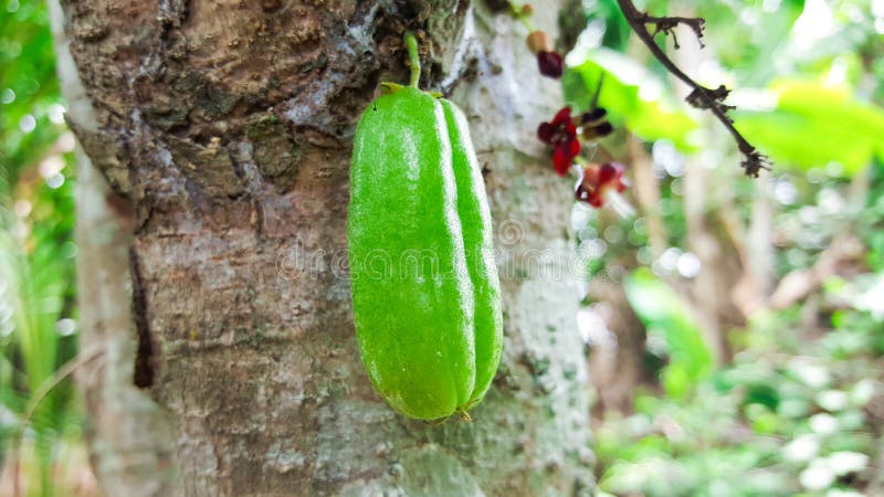 Fresh Bilimbi Fruit Health on Tree Stock Image - Image of bilimbing ...