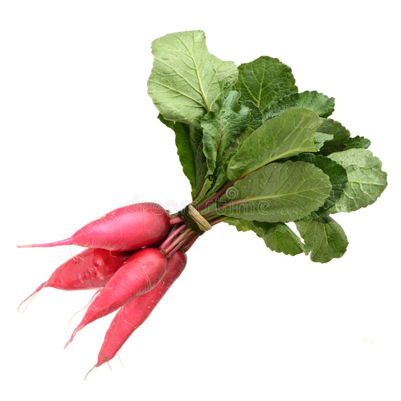 Fresh bio long radish stock photo. Image of calorie - 129825716