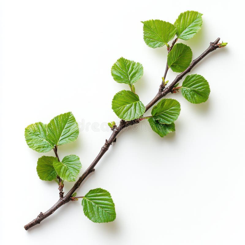 Fresh Birch Branch with Green Leaves Spring Nature Isolated on White ...