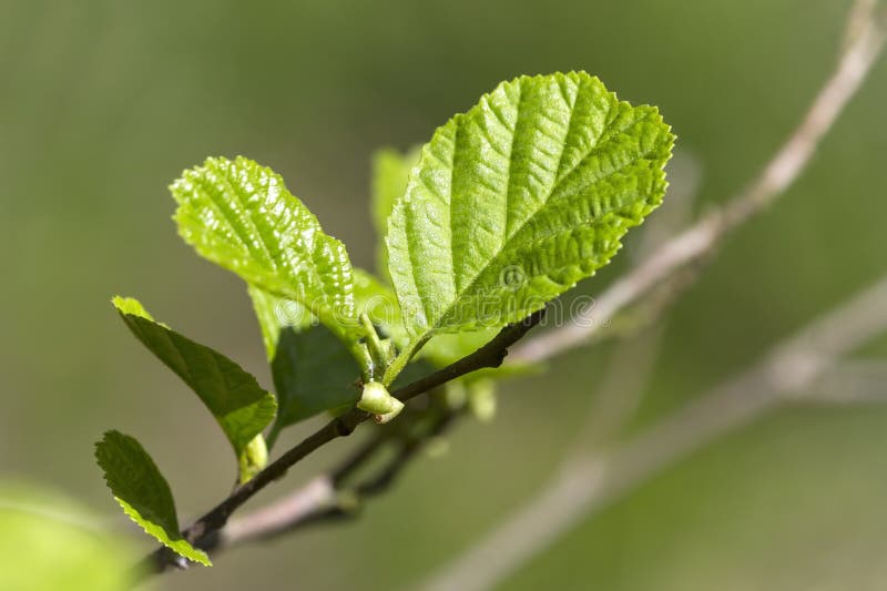 Fresh Birch Green in Spring Stock Image - Image of growth, light: 161292205
