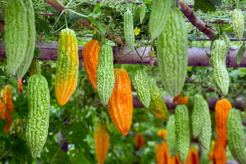 Fresh bitter gourd. stock image. Image of healthy, agriculture - 297890721